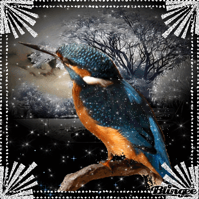 GIF the birds - animated GIF on GIFER