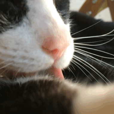 Lick GIF - Find on GIFER
