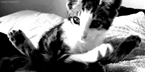 Adorables Chatons Gif Siamese Cat Kitten Free Photo On Pixabay