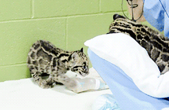 Animals baby rolling GIF - Find on GIFER