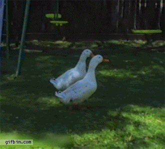 Goose GIF - Find on GIFER