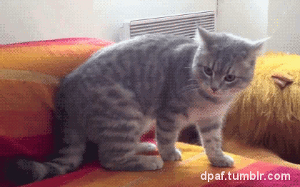 Cat animals stop GIF - Find on GIFER