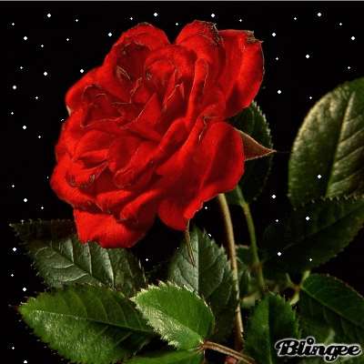 Rose GIF - Find on GIFER