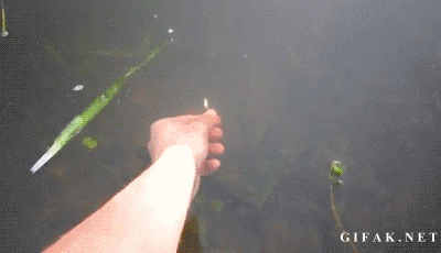 Fishing GIF - Find on GIFER