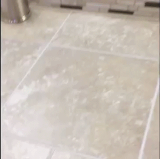 GIF mirror - animated GIF on GIFER
