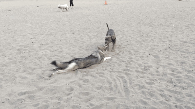 GIF dog lazy - animated GIF on GIFER