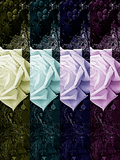 Rose roses GIF - Find on GIFER