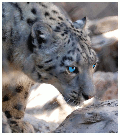 Snow GIF - Find on GIFER