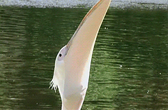 Pelican pigeon GIF - Find on GIFER