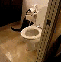 Cat toilet GIF - Find on GIFER