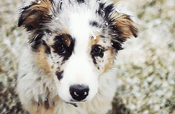 springhillstarter on Tumblr