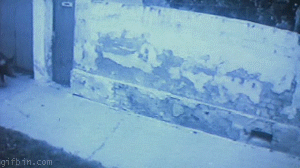 GIF front page - animated GIF on GIFER