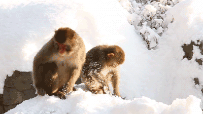 Monkey GIF - Find on GIFER