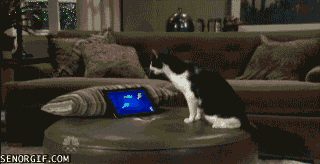 Ipad cat best of week GIF - Find on GIFER
