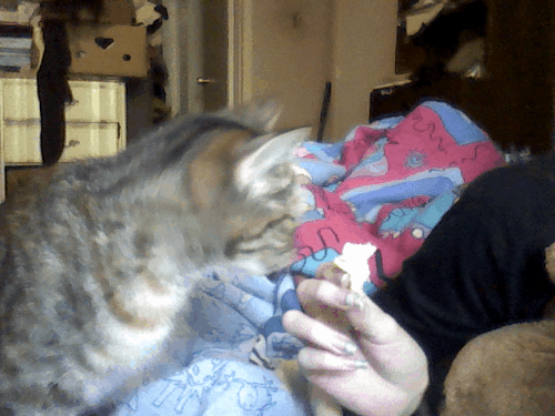 Cat kawaii kitty GIF - Find on GIFER