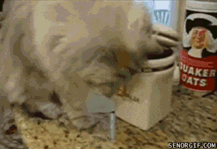 Cat teamwork GIF - Find on GIFER