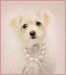 Dogs GIF - Find on GIFER