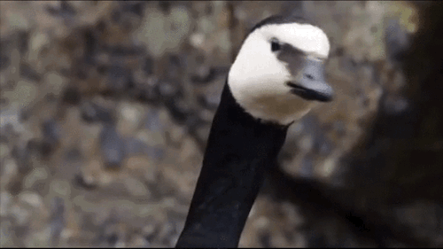 Gifer Mr Roper Gif Gifer is a minimalistic gif image viewer gif bmp ...