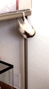 Rat GIF - Find on GIFER