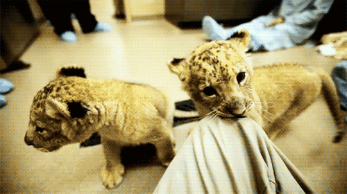 Baby leopard GIF - Find on GIFER