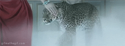 Leopard GIF - Find on GIFER