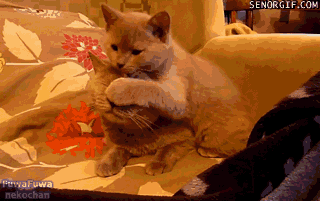 Cat kittens cleaning GIF - Find on GIFER