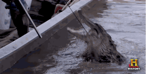 Funny animals mean girls GIF - Find on GIFER