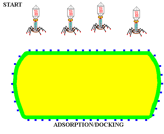 The cell GIF - Find on GIFER