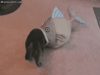 Big fish GIF - Find on GIFER