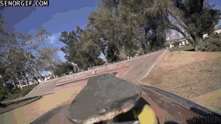 Dogs win jumping GIF - Find on GIFER