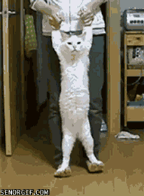 Gif Divertido De Gato Caminando GIFs De Gatos Graciosos 130