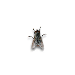 Fly GIF - Find on GIFER