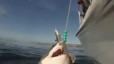 Gif De Saut Du Grand Requin Blanc Le Grand Requin Blanc Sharks