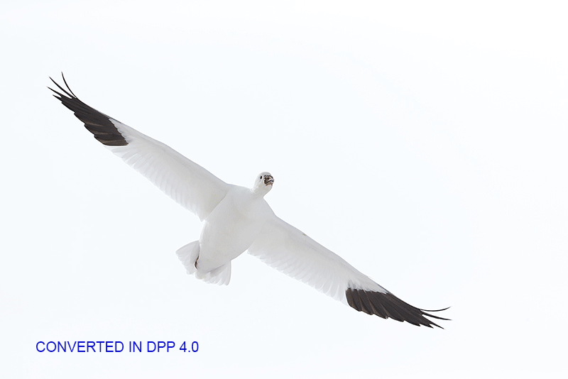 Goose GIF - Find on GIFER