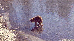 Гифка bluefish способ октябрь гиф картинка, скачать анимированный gif ...