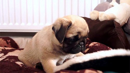 Pug GIF - Find on GIFER