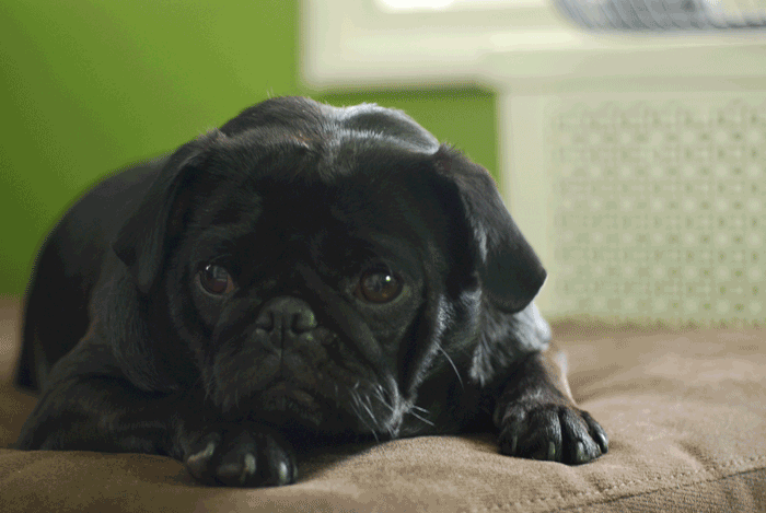 Pug GIF - Find on GIFER
