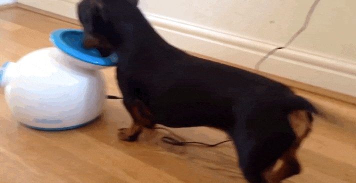 Fetch GIF - Find on GIFER