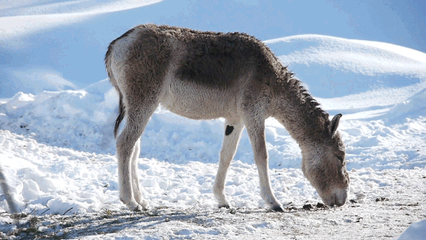 Animal s GIF - Find on GIFER