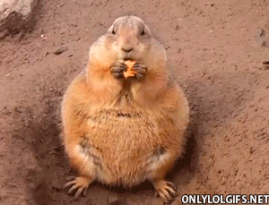 Chocolate easter GIF - Find on GIFER