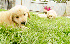 GIF animals playing shaking - animated GIF on GIFER