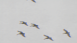 Ldr GIF - Find on GIFER