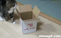 Dammit GIF - Find on GIFER