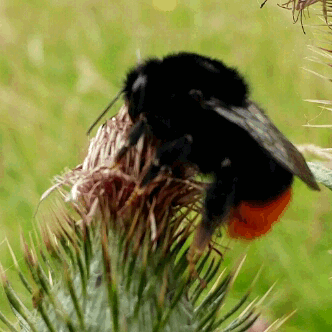 Bee GIF - Find on GIFER