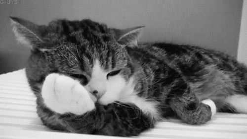 Sleeping Cat Gif Tumblr