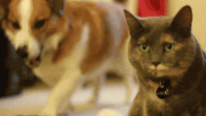 Biting GIF - Find on GIFER