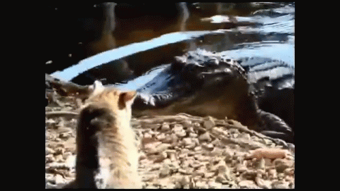 Cat win alligator GIF - Find on GIFER