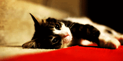 Cat black red GIF - Find on GIFER