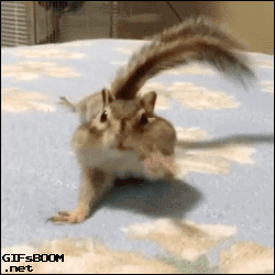 Esquilo Bebado Gif Arthur Claro = Porém ≠: CAVEIRAS