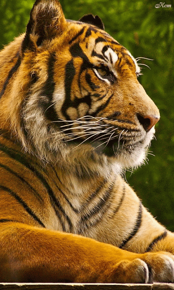 GIF tiger - animated GIF on GIFER